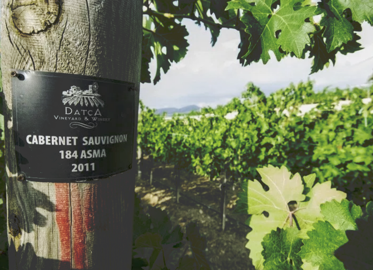 Datça Vineyard and Winery - The Quirky Cork