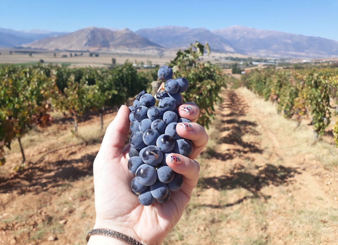 In the Vineyard With & Reviving the Lost Grapes of Turkey - The Quirky Cork