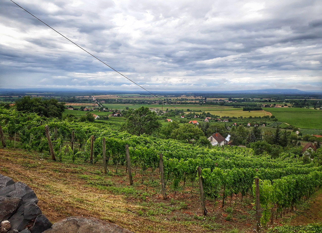 Somló Adventures with Taste Hungary - The Quirky Cork